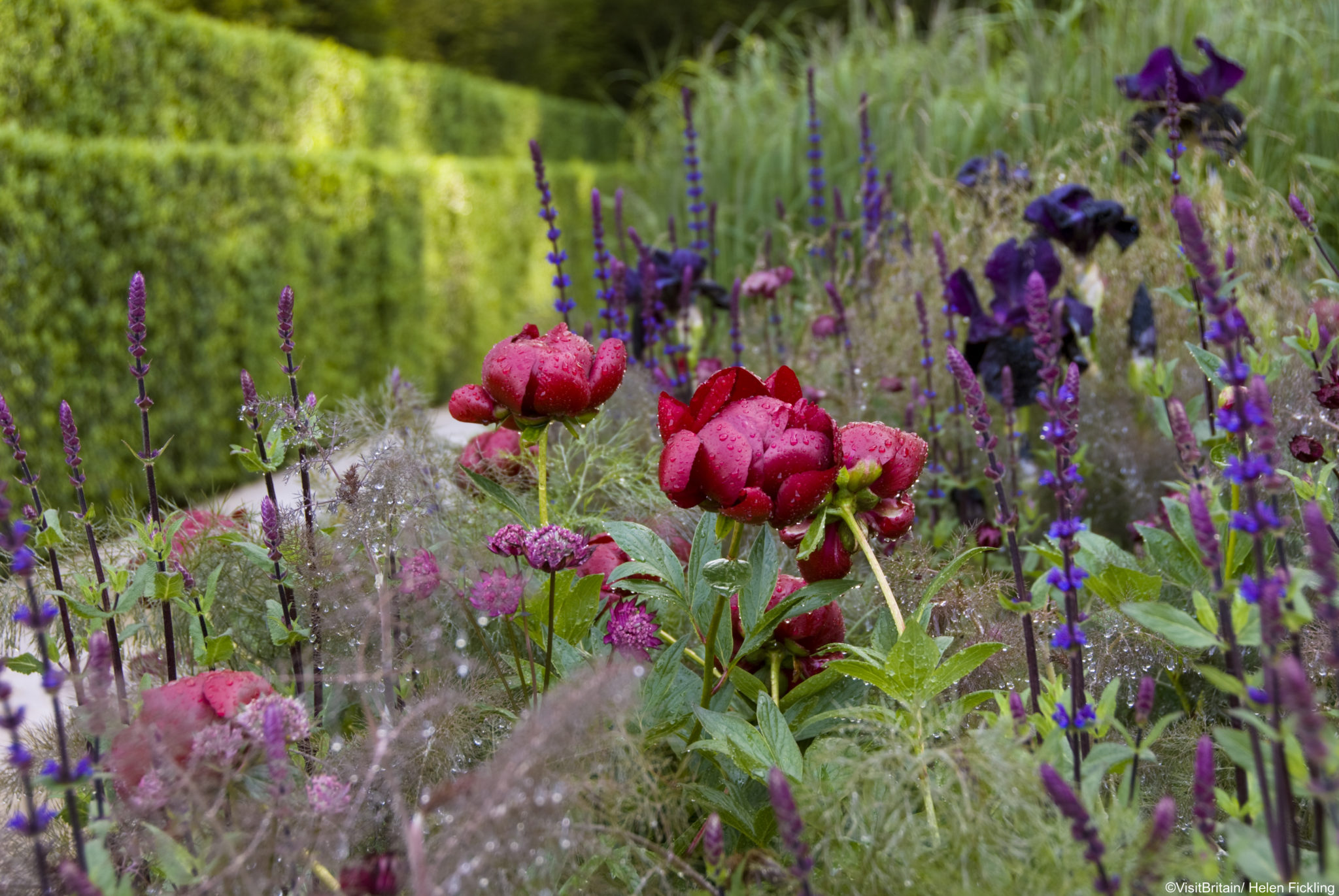 Mary Reynolds und die Chelsea Flower Show – Lüttje Törn